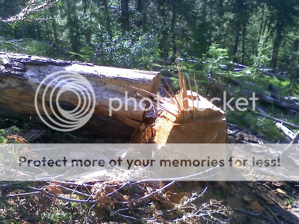More bore cutting pics | Arborist, Chainsaw & Tree Work Forum