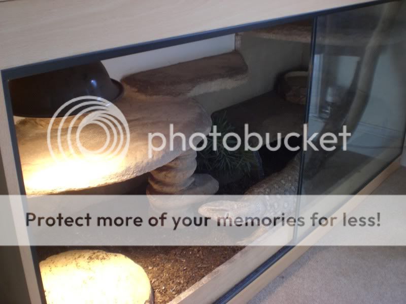 3ft+ Bosc Monitor + 5ft Viv/full setup + Food | Reptile Forums