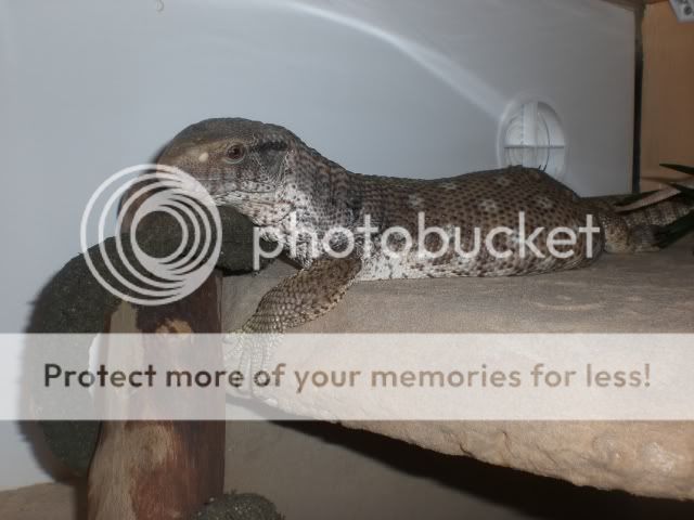 Tegu and Monitor pics, whether LARGE or small | Page 7 | Reptile Forums