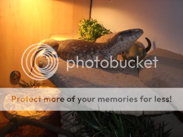 Tegu and Monitor pics, whether LARGE or small | Page 7 | Reptile Forums