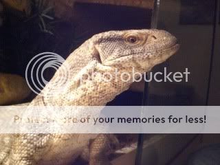 3ft+ Bosc Monitor + 5ft Viv/full setup + Food | Reptile Forums