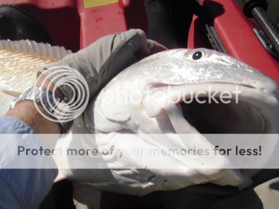 Becker Nuts Fish Tales | BladeForums.com