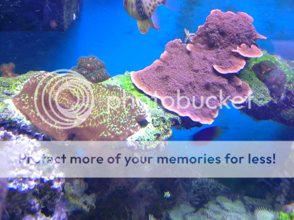 Share your favorite Montipora Caps types and photos! | Reef2Reef